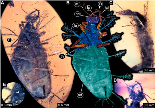 Insects | Special Issue : Fossil Insects: From Carboniferous to Quaternary