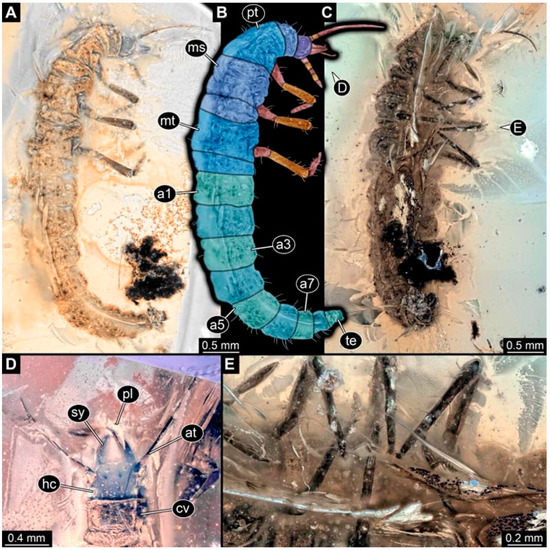 Insects | Special Issue : Fossil Insects: From Carboniferous to Quaternary