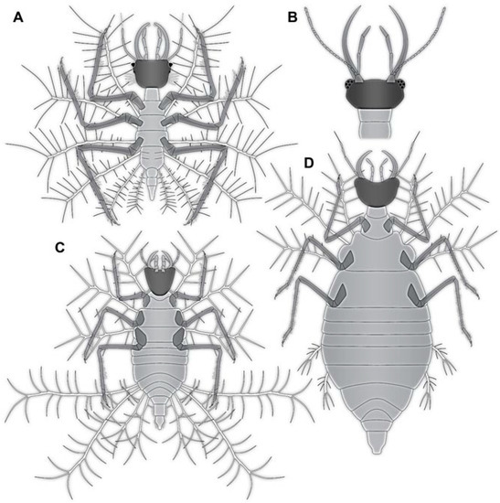 Insects | Special Issue : Fossil Insects: From Carboniferous to Quaternary