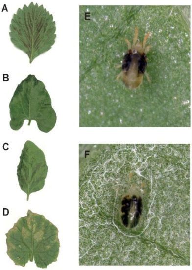Integrated Pest Management of Crops
