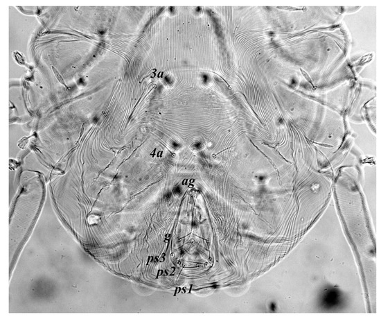 Insects | An Open Access Journal from MDPI