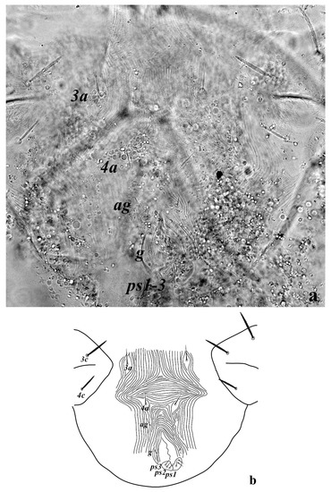 Insects | An Open Access Journal from MDPI