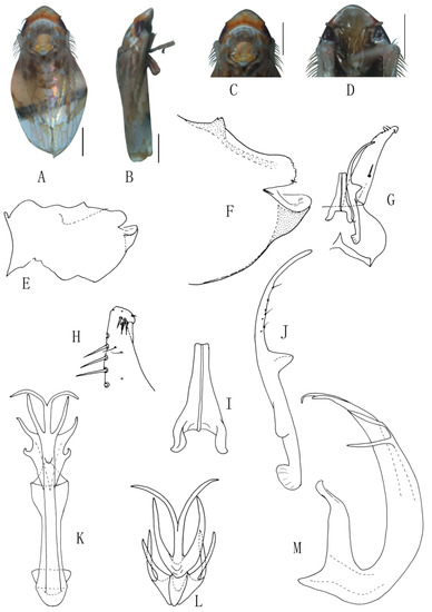 Insects | An Open Access Journal from MDPI