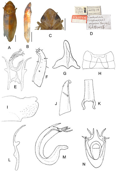 Insects | An Open Access Journal from MDPI