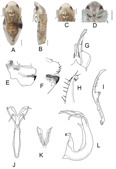 Insects | An Open Access Journal from MDPI
