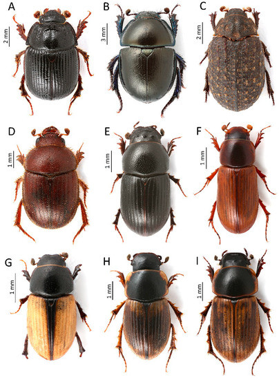 Insects | An Open Access Journal from MDPI