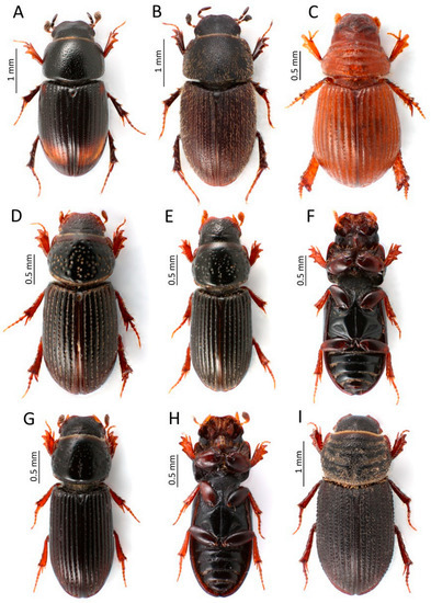 Insects | An Open Access Journal from MDPI
