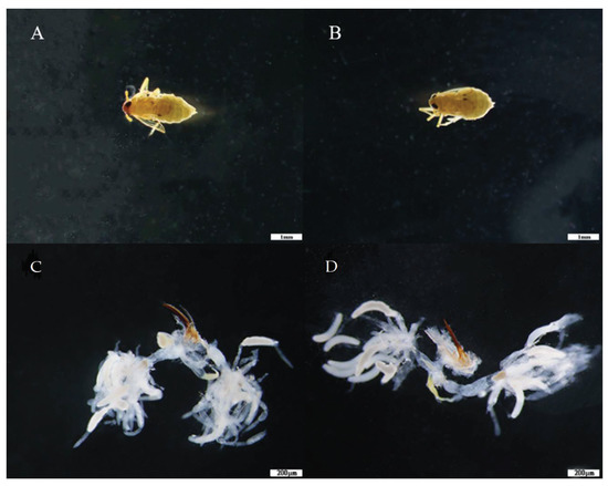 Insects | An Open Access Journal from MDPI