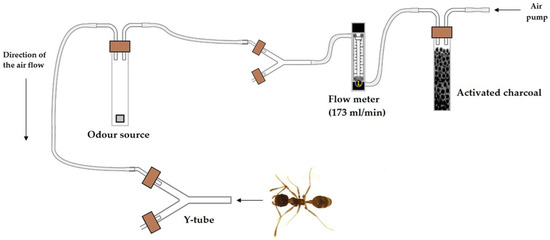 Natural Repellents as a Method of Preventing Ant Damage to ...