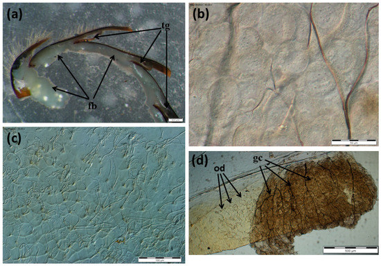 Morphology of Nasonov and Tergal Glands in Apis mellifera Rebels