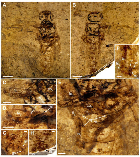 Insects | Special Issue : Fossil Insects: From Carboniferous to Quaternary