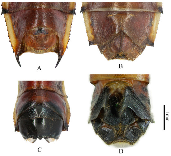 Insects | Special Issue : Systematics, Phylogeny, Evolution and ...