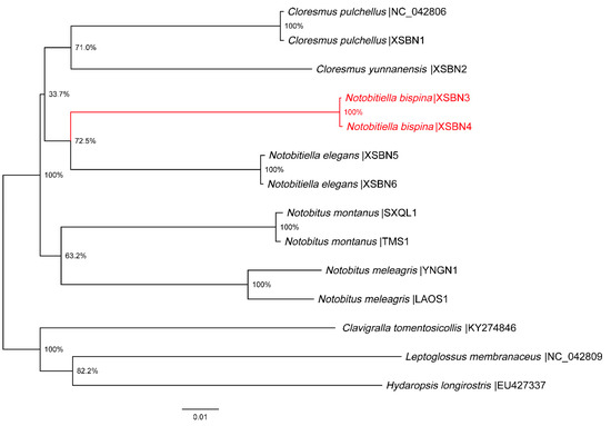 Insects | Special Issue : Systematics, Phylogeny, Evolution and ...