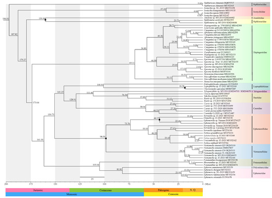 Cryptic Species Exist in Vietnamella sinensis Hsu, 1936 (Insecta ...