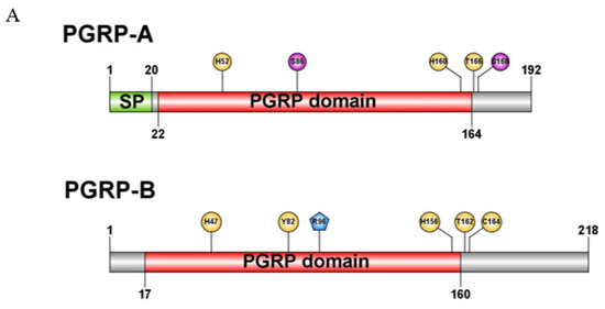 Insects | Free Full-Text | Molecular and Functional Characterization of ...