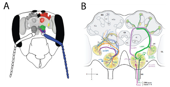 Olfactory Strategies in the Defensive Behaviour of Insects