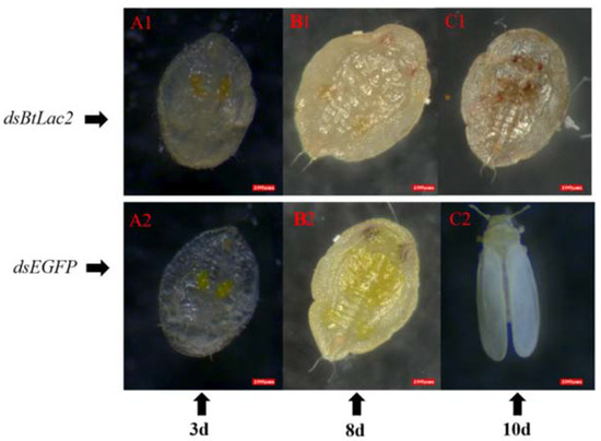 Involvement of Laccase2 in Cuticle Sclerotization of the Whitefly ...