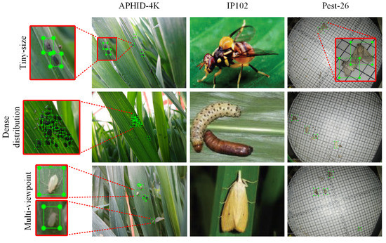 TD-Det: A Tiny Size Dense Aphid Detection Network under In-Field ...