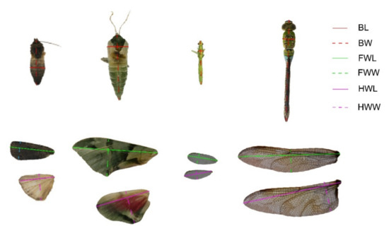 Characterization of Wingbeat Frequency of Different Taxa of Migratory ...