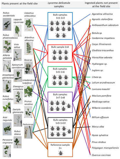 Insects | Special Issue : Advances on Invasive Insect Pests: Insect ...