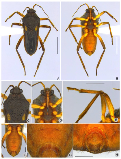 Insects | Special Issue : Systematics, Phylogeny, Evolution and ...