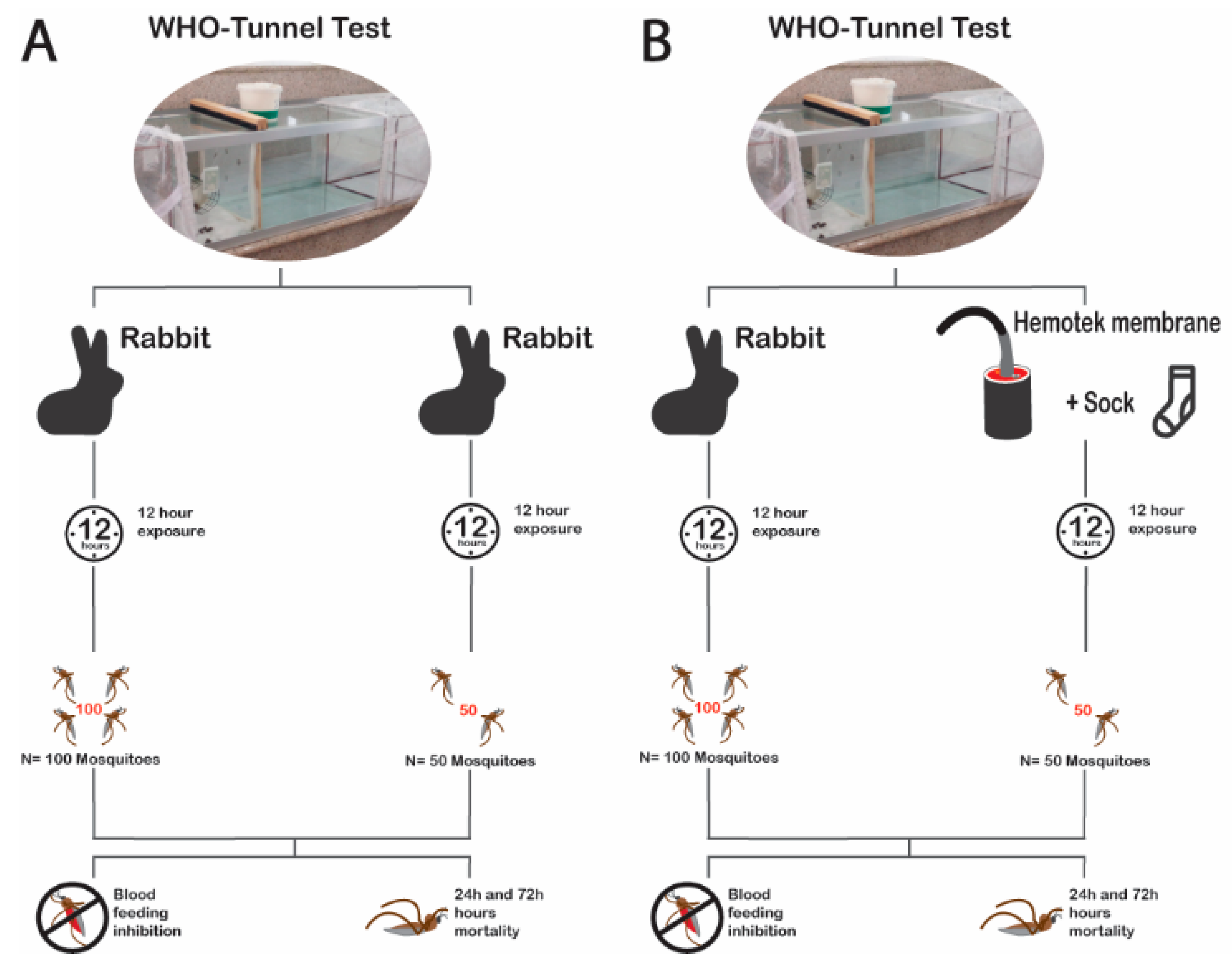 Modified World Health Organization (WHO) Tunnel Test for Higher ...