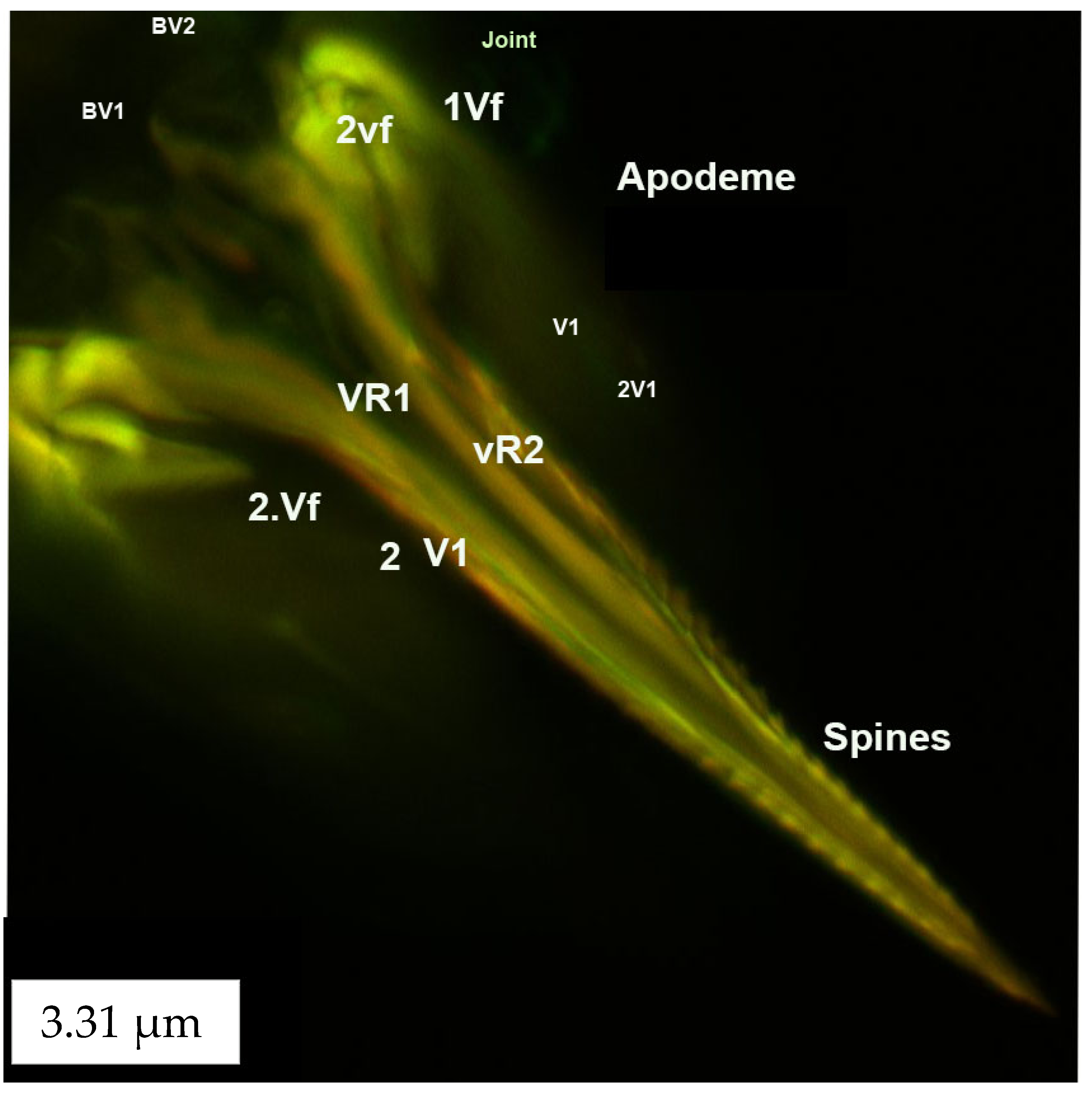 Morphology of the Female Reproductive System of the Soybean Thrips ...