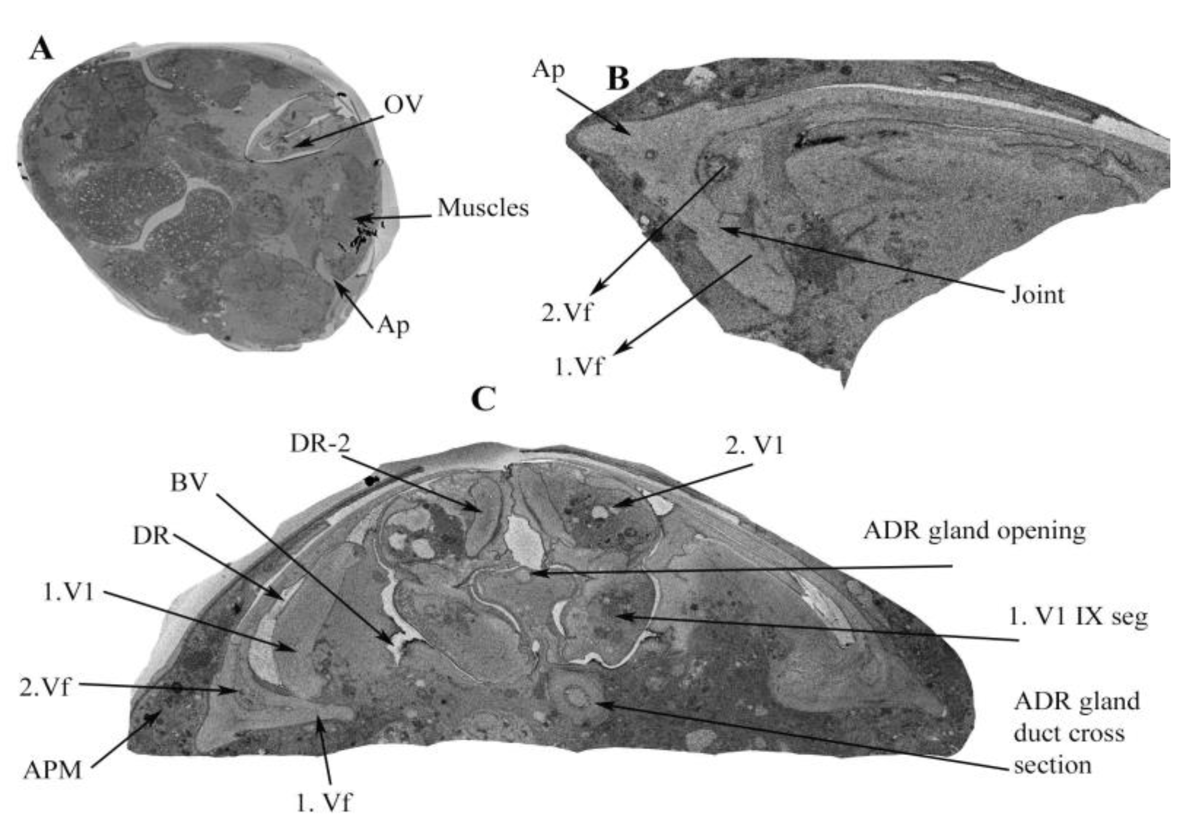 Morphology of the Female Reproductive System of the Soybean Thrips ...