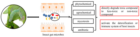 Insects | Free Full-Text | The Role of Insect Symbiotic Bacteria in ...
