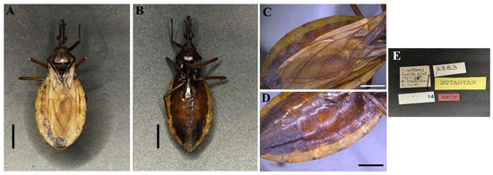 Insects | Special Issue : Systematics, Phylogeny, Evolution and ...
