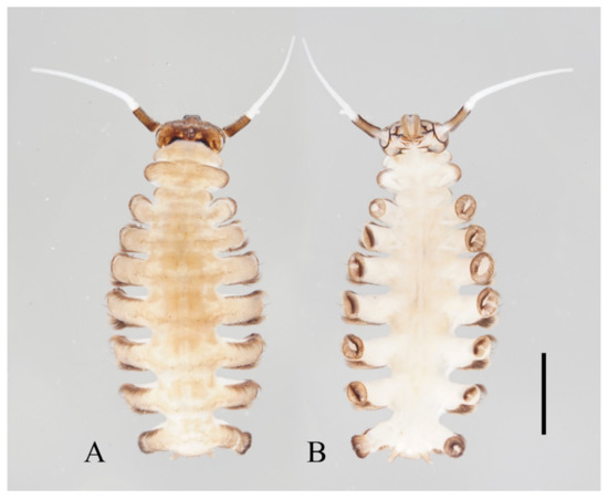 Descriptions and Barcoding of Five New Chinese Deuterophlebia Species ...
