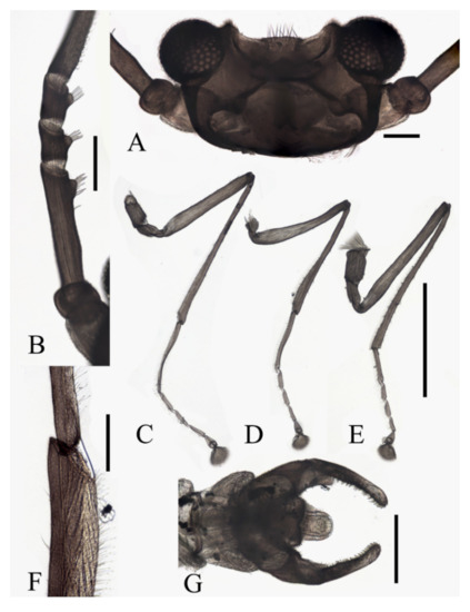 Descriptions and Barcoding of Five New Chinese Deuterophlebia Species ...