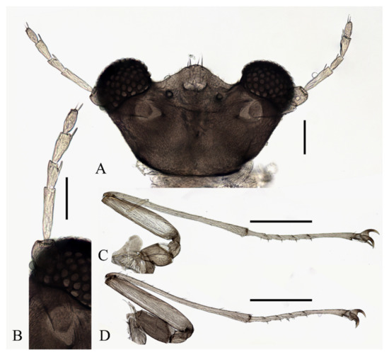 Descriptions and Barcoding of Five New Chinese Deuterophlebia Species ...