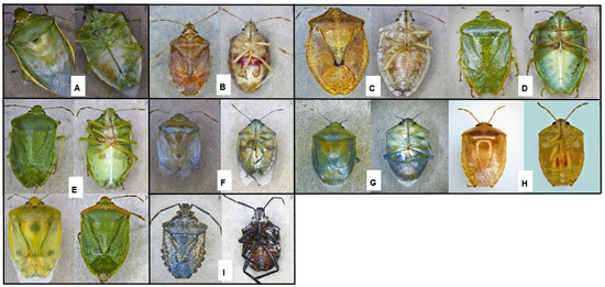 Diversity and Molecular Barcoding of Stink Bugs (Hemiptera ...