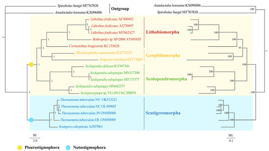 The Genetic Diversity in Thereuonema tuberculata (Wood, 1862 ...