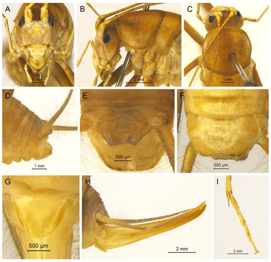 Insects | An Open Access Journal from MDPI