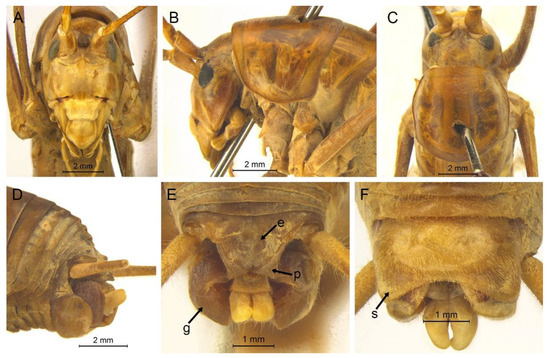 Insects | An Open Access Journal from MDPI