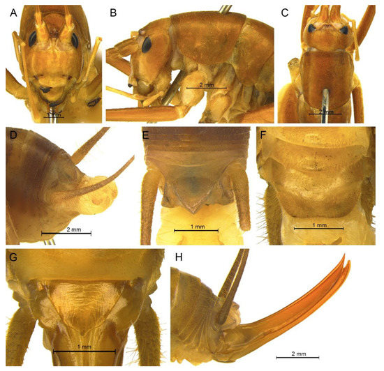 Insects | An Open Access Journal from MDPI