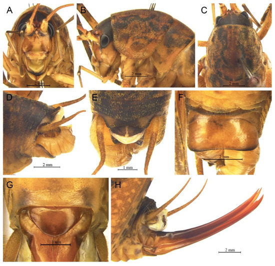 Insects | An Open Access Journal from MDPI