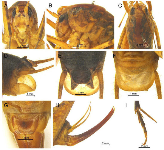 Insects | An Open Access Journal from MDPI