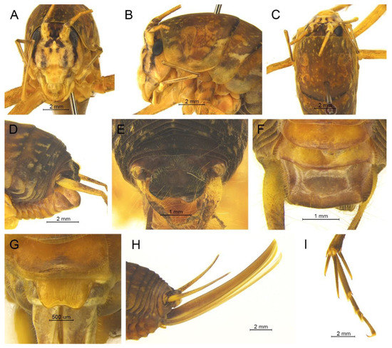 Insects | An Open Access Journal from MDPI