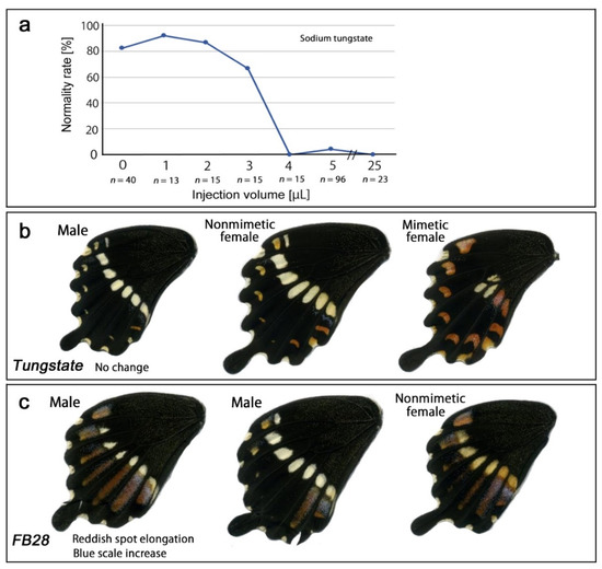 Phenotypic Plasticity of the Mimetic Swallowtail Butterfly Papilio ...