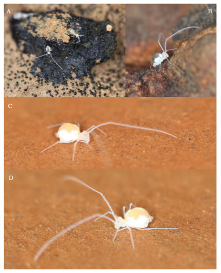 Insects | An Open Access Journal from MDPI