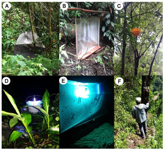 Insects | An Open Access Journal from MDPI