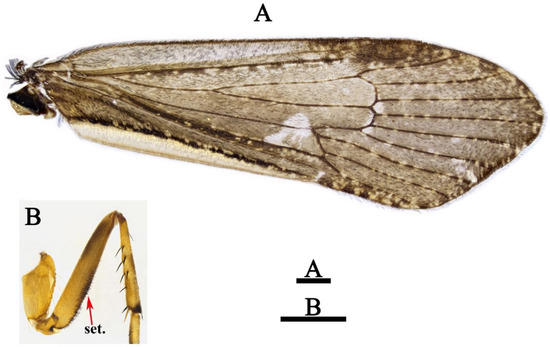 Insects | An Open Access Journal from MDPI
