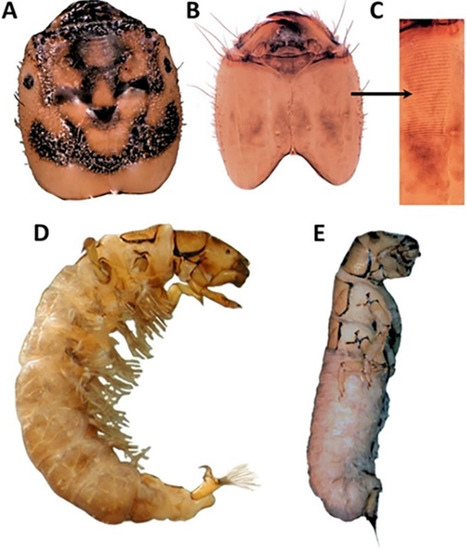 Insects | An Open Access Journal from MDPI