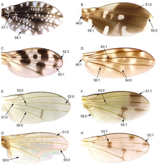 Insects | An Open Access Journal from MDPI
