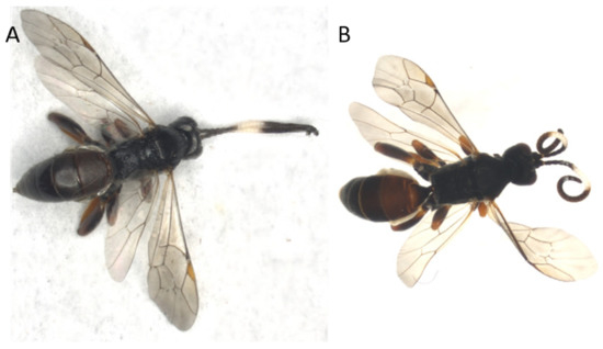 Insects | An Open Access Journal from MDPI