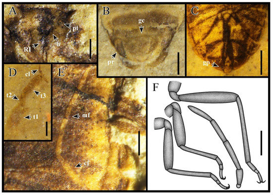 New Cretaceous Bugs from Northeastern China Imply the Systematic ...