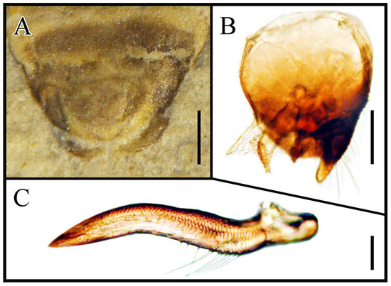 New Cretaceous Bugs from Northeastern China Imply the Systematic ...